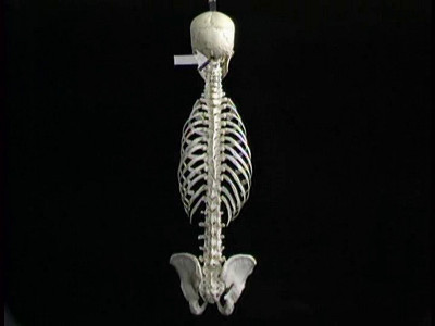 Acland's Video Atlas of Human Anatomy - Aired Order - All Seasons ...