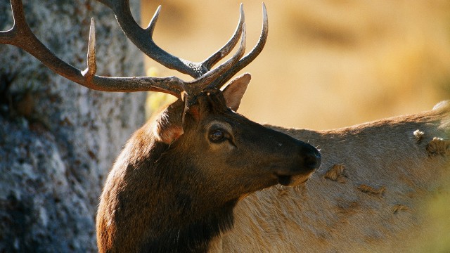 Wild Russia - TheTVDB.com