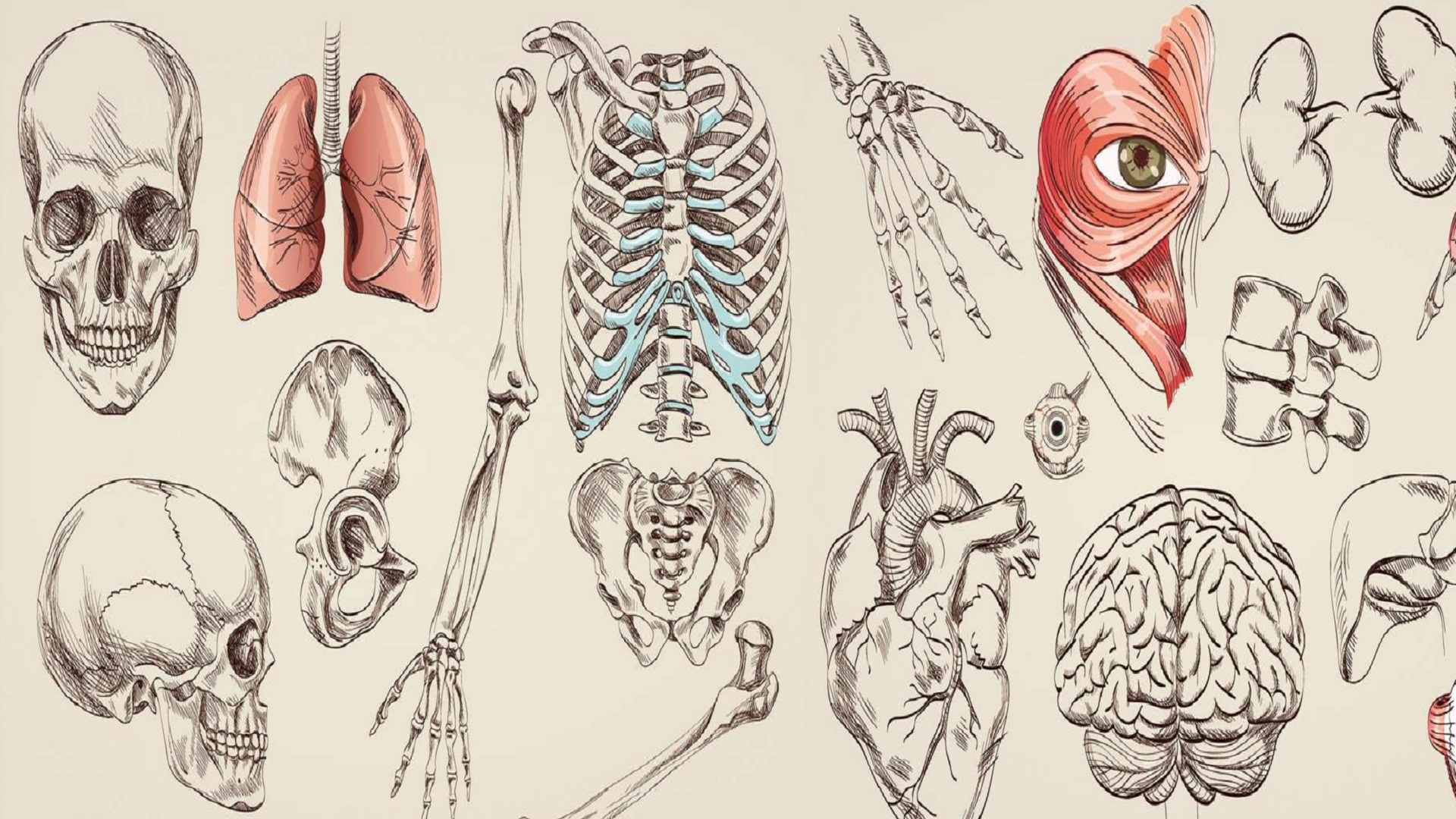 Acland's Video Atlas of Human Anatomy - TheTVDB.com