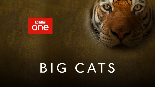 Big Cats - TheTVDB.com