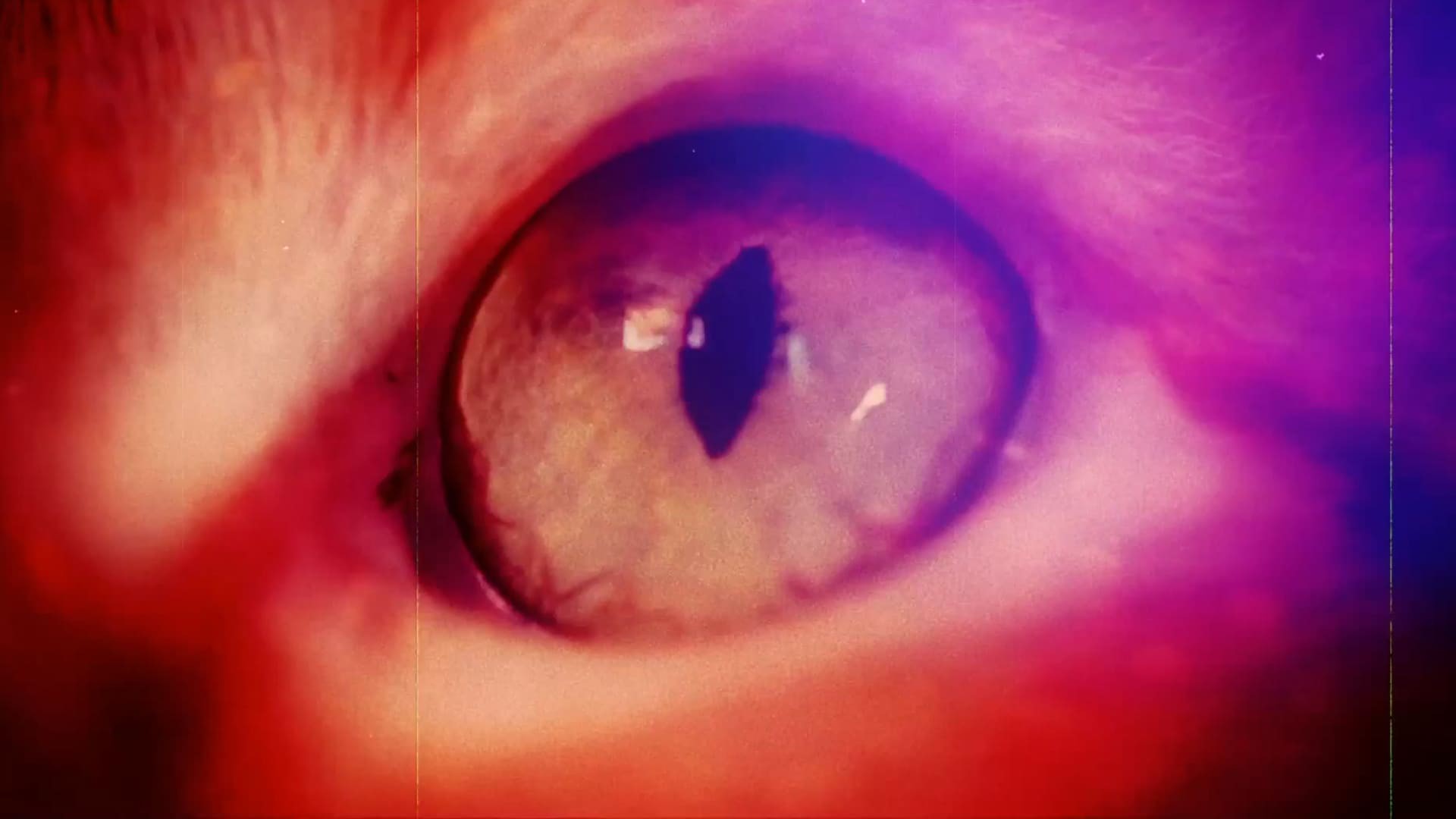 Watch Catnip: Egress to Oblivion? (2012) Full Movie Online - Plex