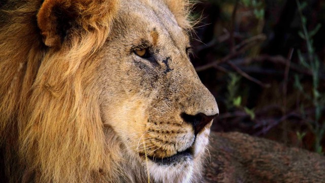 Big Beasts: Last of the Giants - TheTVDB.com