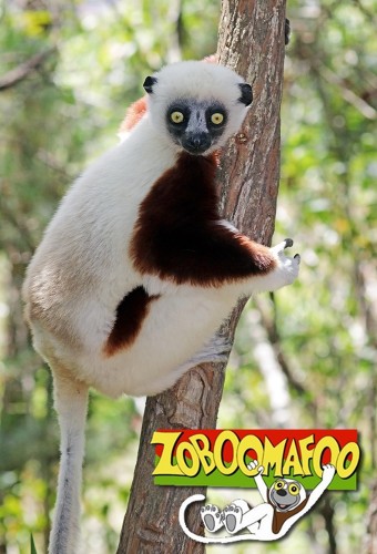 Zoboomafoo - TheTVDB.com