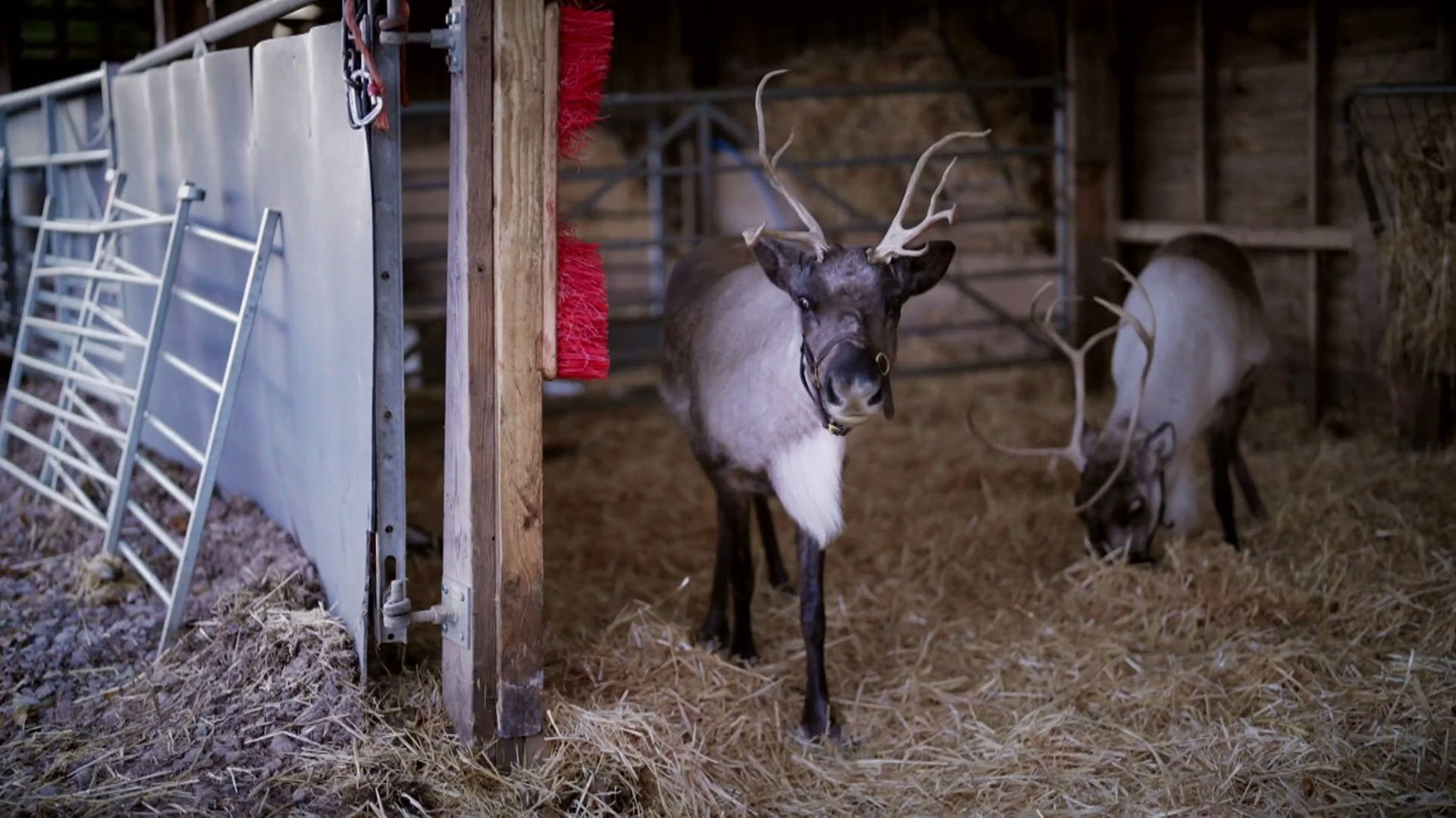 Christmas in the Cotswolds - TheTVDB.com