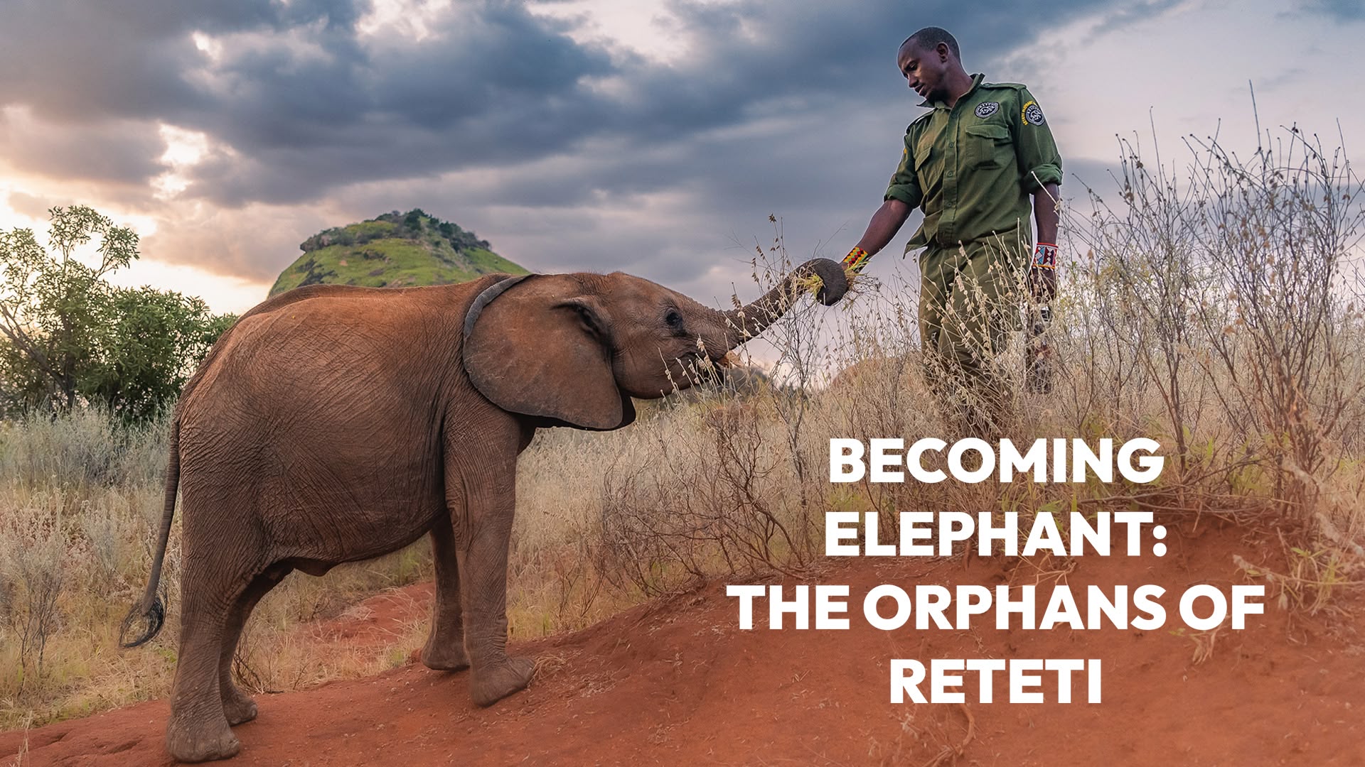 Becoming Elephant: The Orphans of Reteti - TheTVDB.com